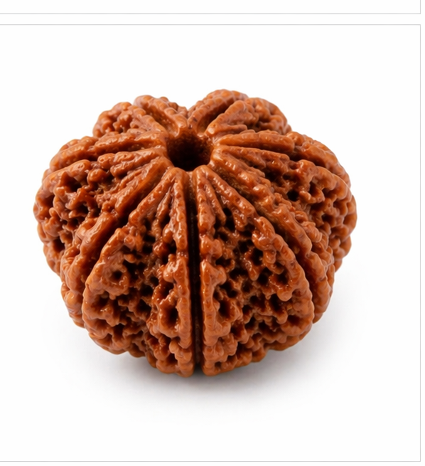 5 Mukhi Rudraksha (Nepali)- Big size with X-ray report – Karmakosha